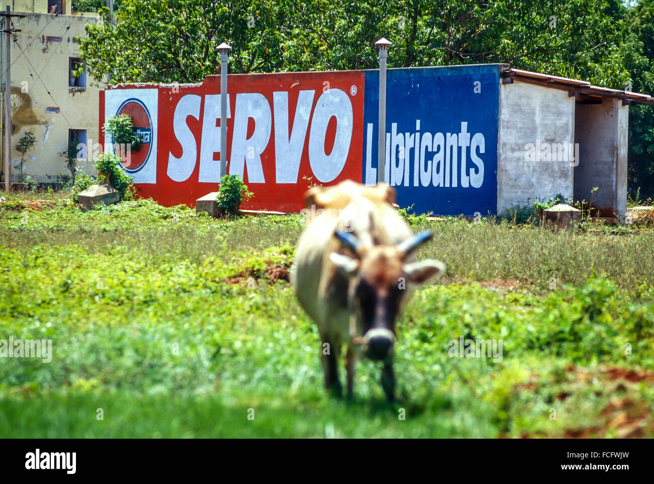A cow feeding in a paddy-field in front of bold, distinctive ...