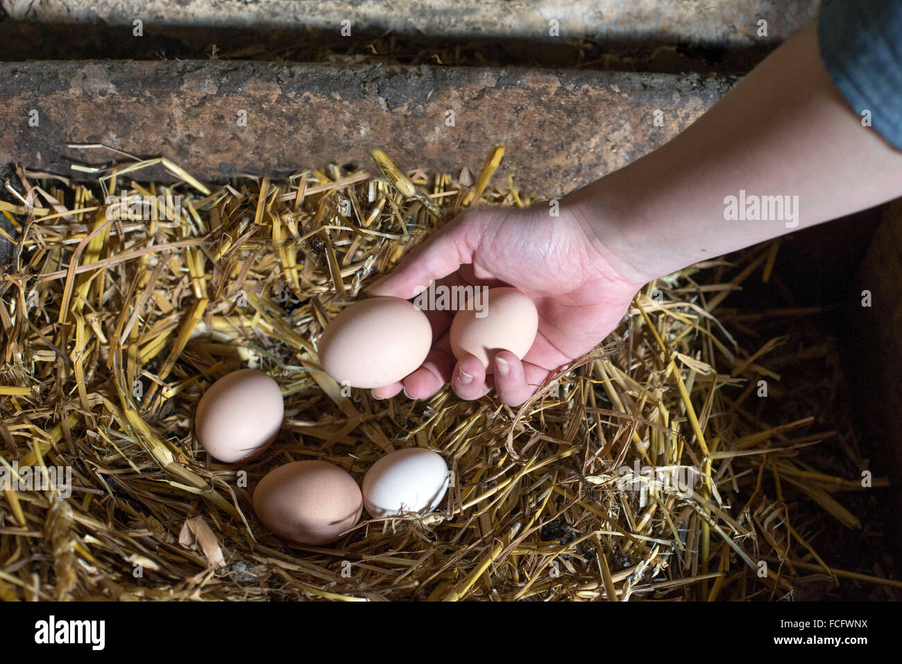 Someone picking up hen-eggs Stock Photo - Alamy