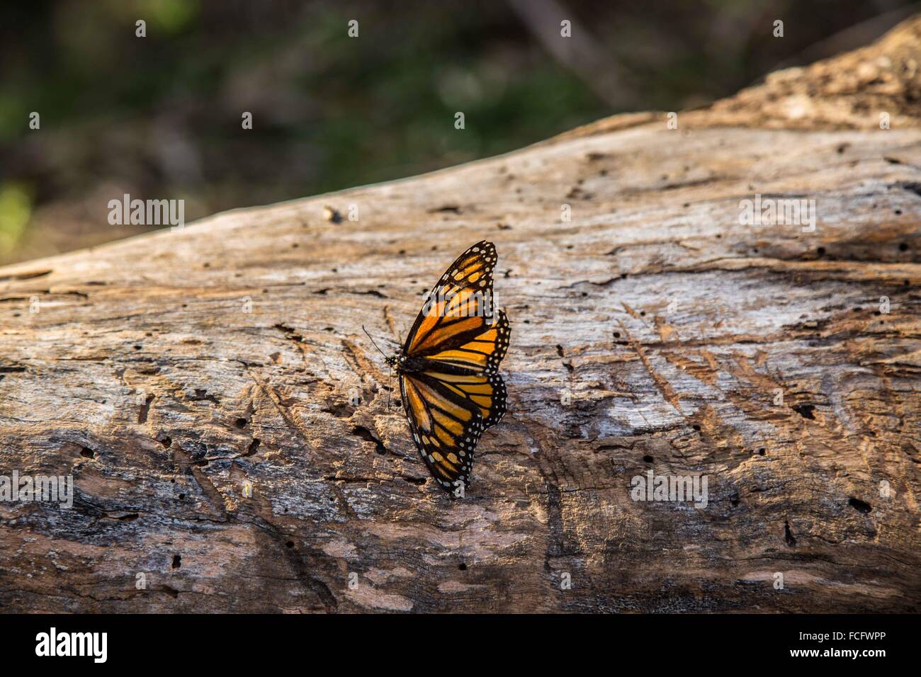 Monarch butterfly on tree trunk hi-res stock photography and images - Alamy
