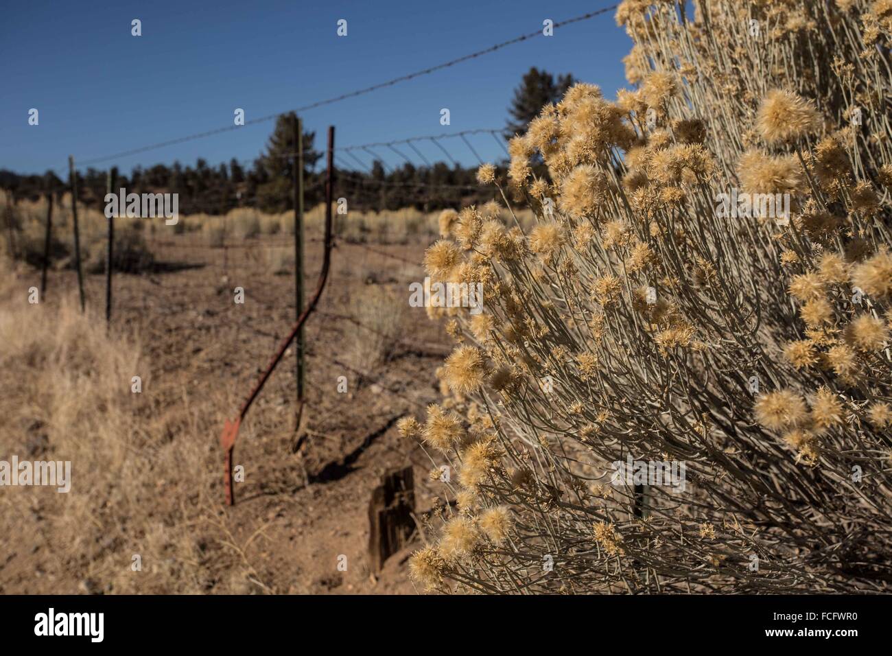 Golden yellow bur bush and wire fence in California Stock Photo - Alamy