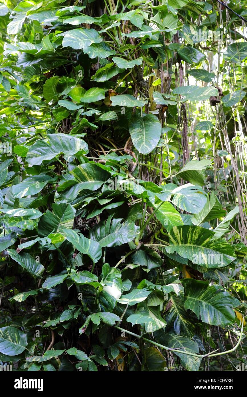 Tree Density Ecosystem High Resolution Stock Photography and Images - Alamy