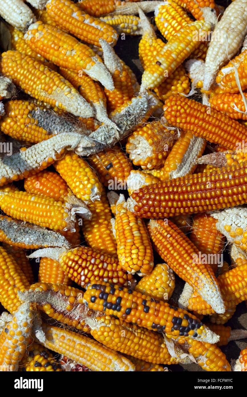 Corn harvesting africa hi-res stock photography and images - Alamy