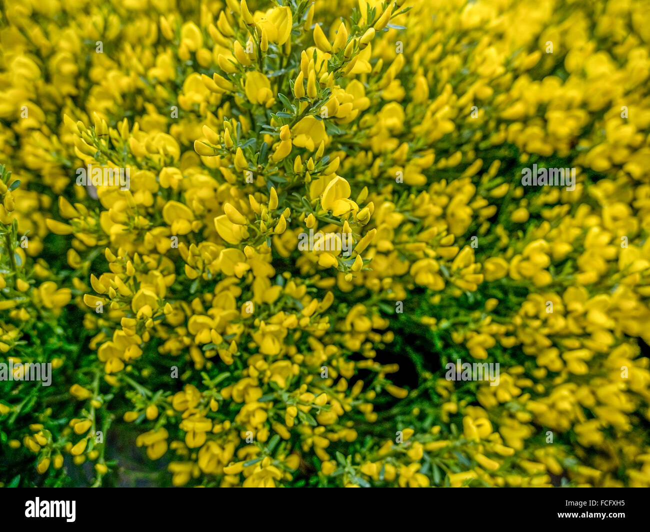 Furze bush hi-res stock photography and images - Alamy
