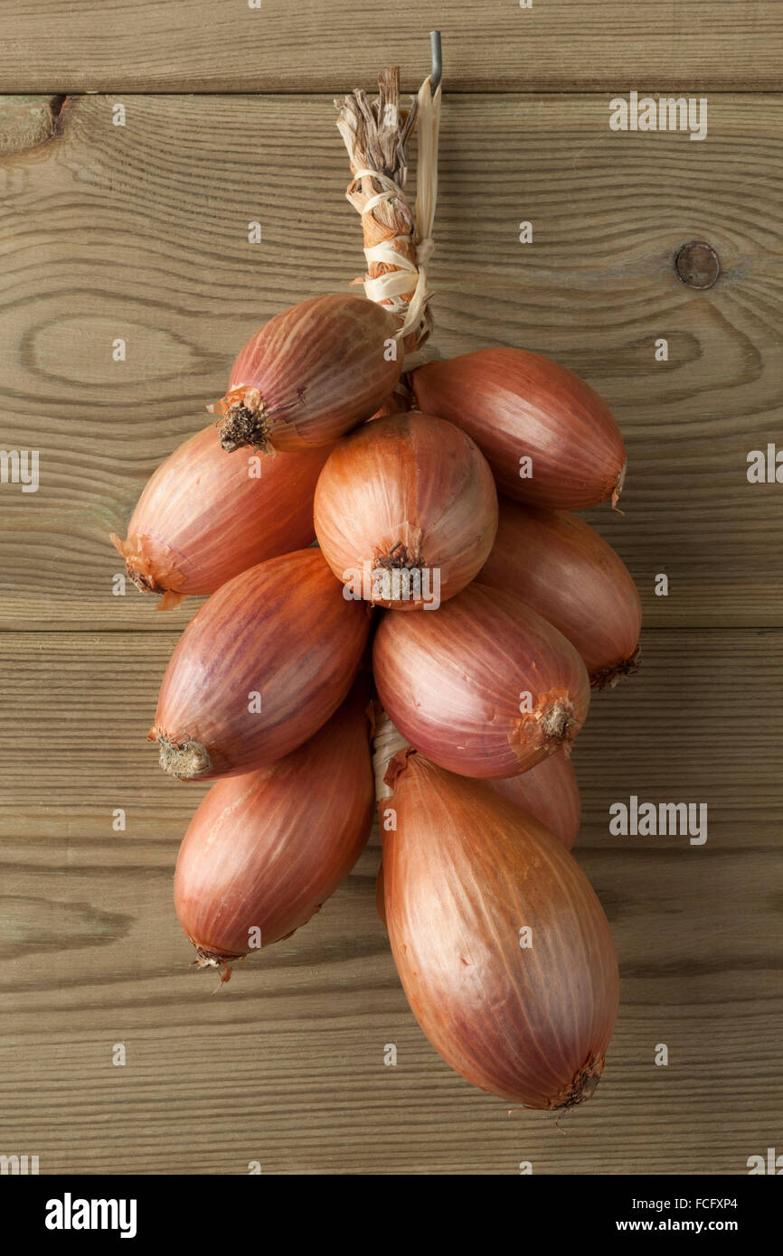 Allium ascalonicum hi-res stock photography and images - Alamy