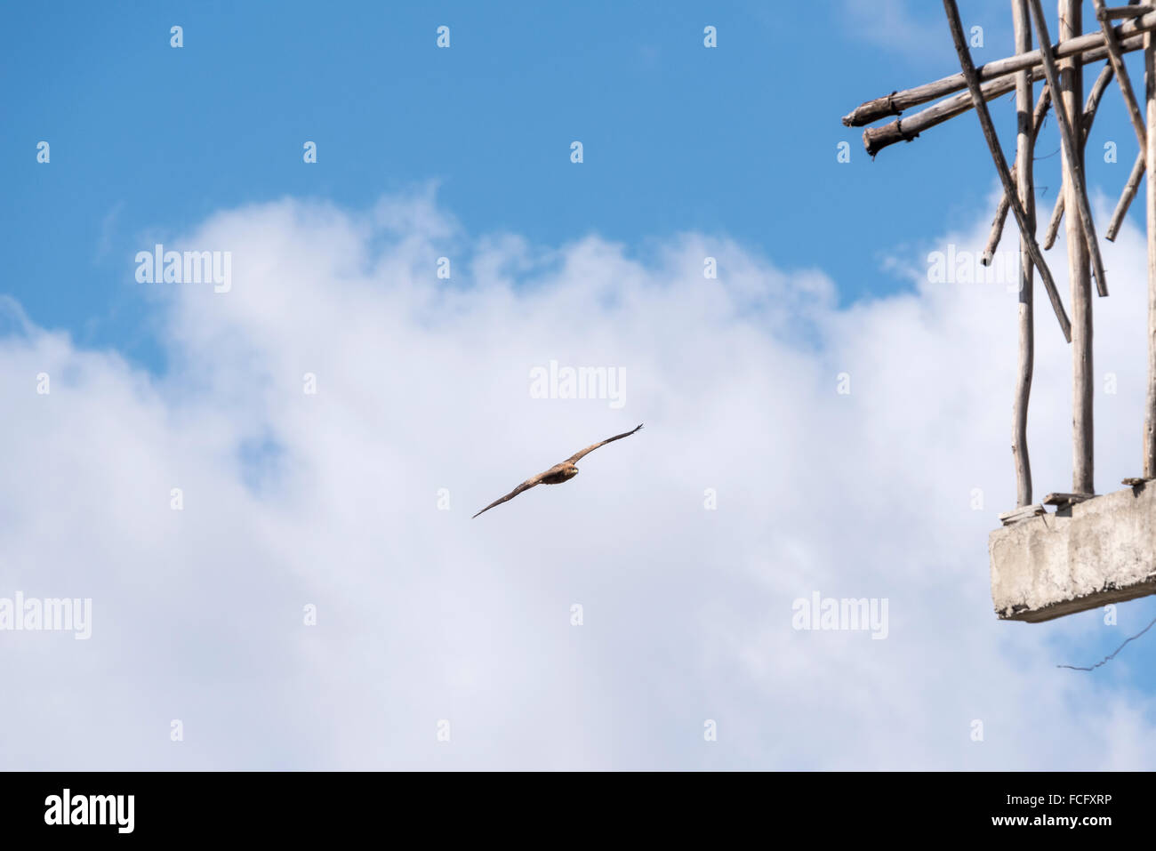 A Black Kite flying around a building that was being built and covered ...