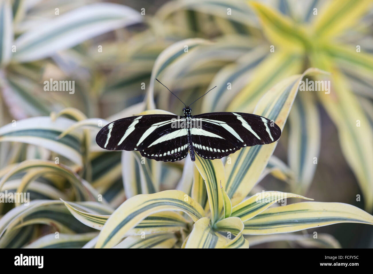 A Heliconius charithonia, or zebra longwing butterfly Stock Photo - Alamy