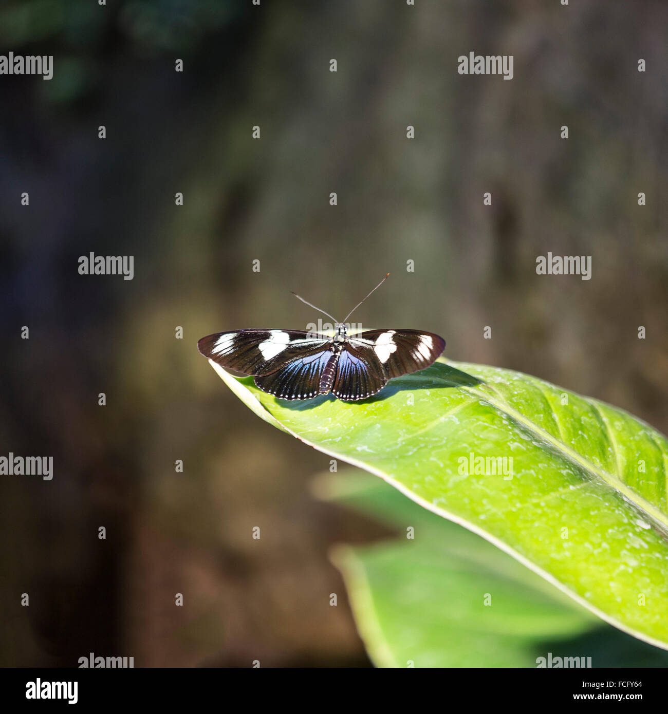 Doris Longwing butterfly (Laparus doris) resting on a leaf Stock Photo ...