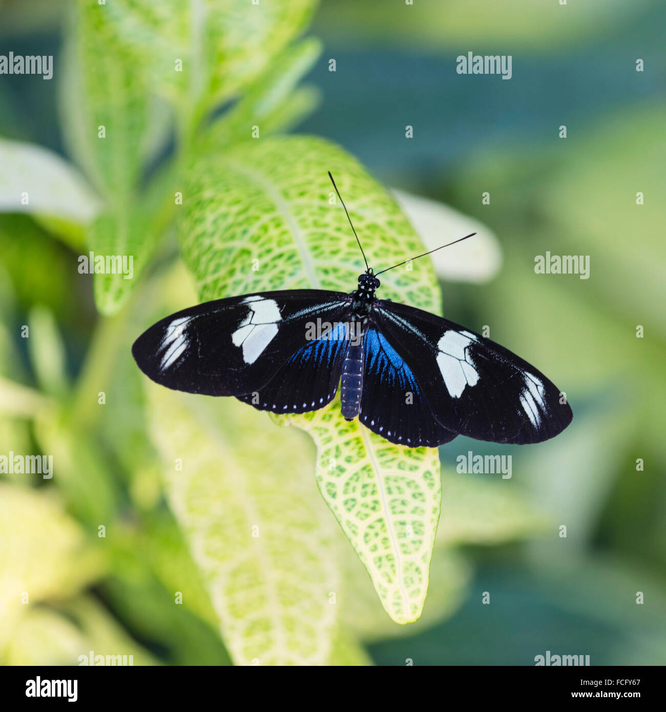 Doris longwing butterfly doris butterfly hi-res stock photography and ...