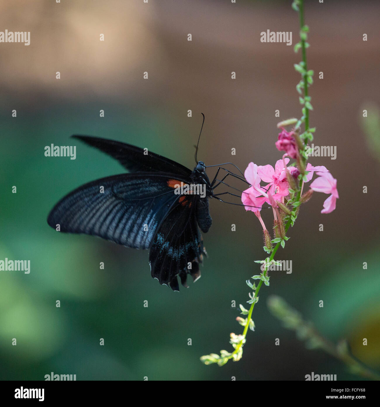 A Great Mormon swallowtail butterfly (Papilio memnon) feeding on a ...