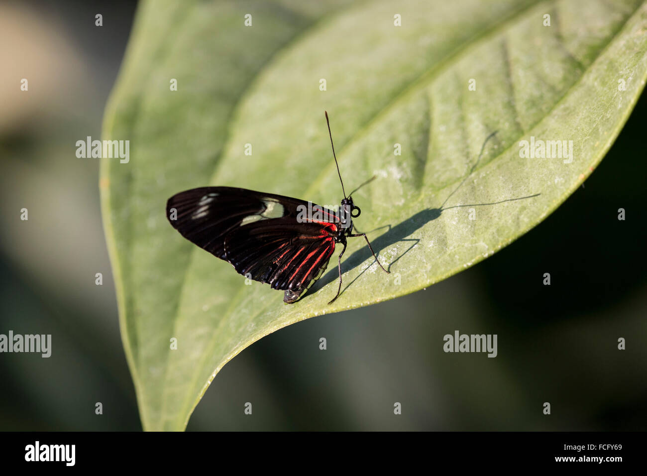 Postman butterfly heliconius melpomene hi-res stock photography and ...