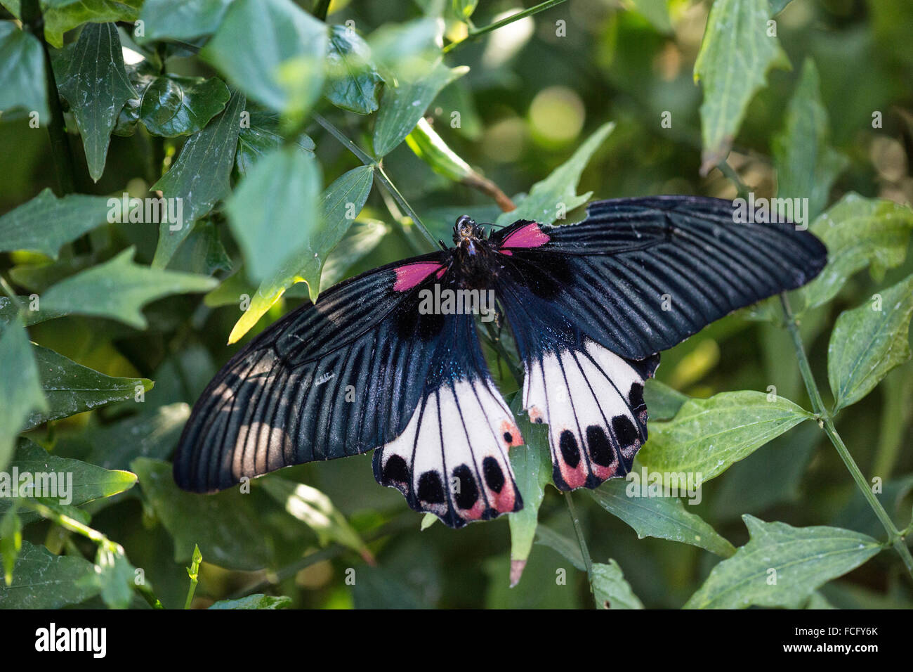 Female Great Mormon swallowtail butterfly (Papilio memnon Stock Photo ...