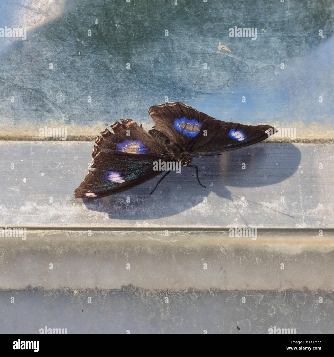 A Great Eggfly (Hypolimnas bolina), butterfly Stock Photo - Alamy