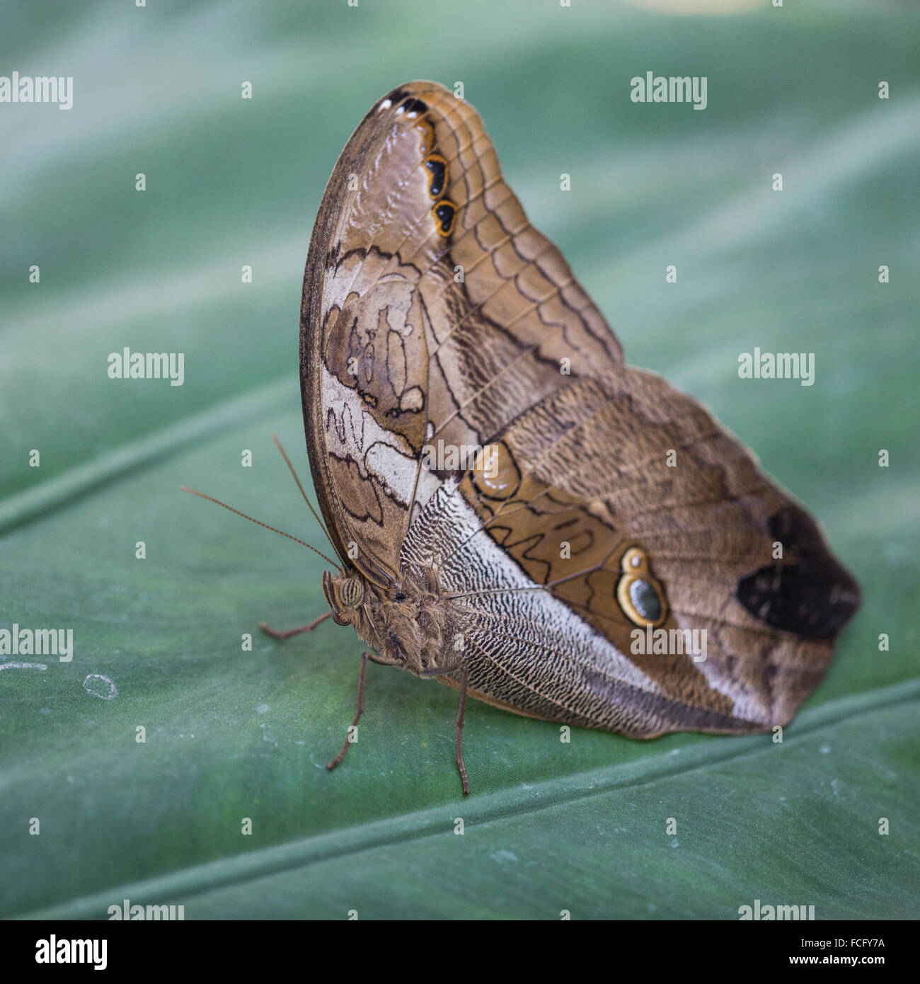 Grecian shoemaker butterfly hi-res stock photography and images - Alamy