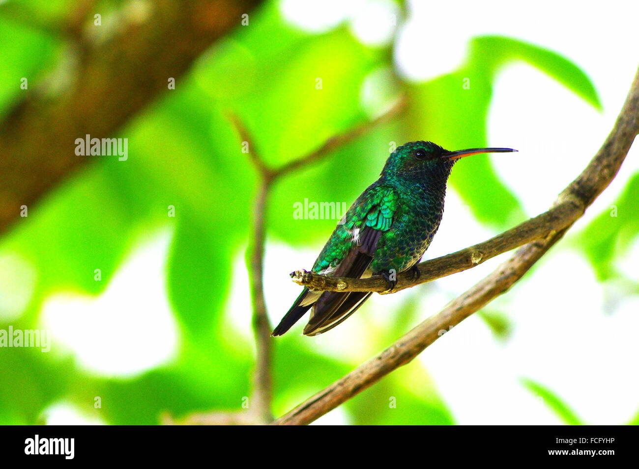 Hummingbird tree hi-res stock photography and images - Alamy