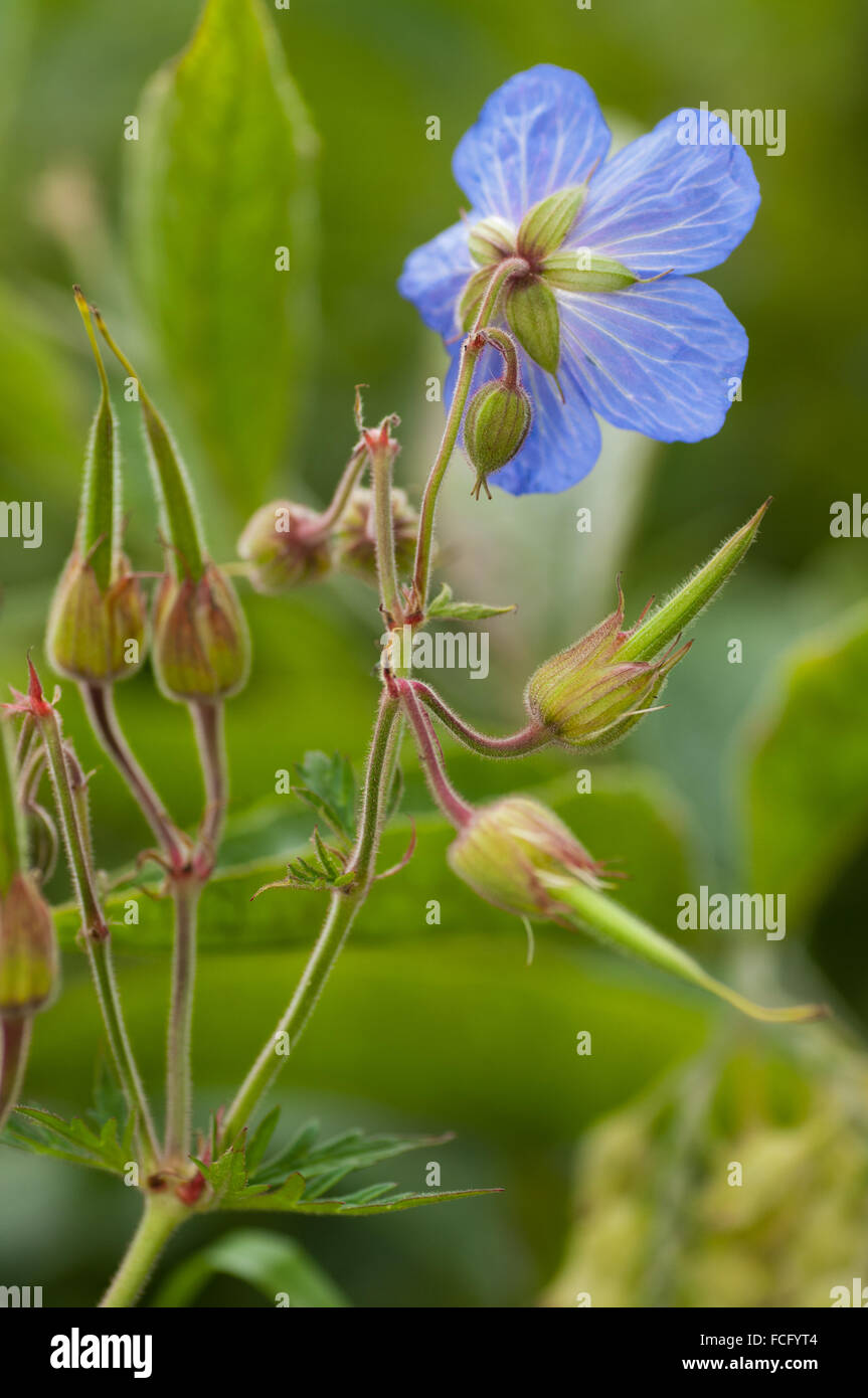 Harestanes hi-res stock photography and images - Alamy