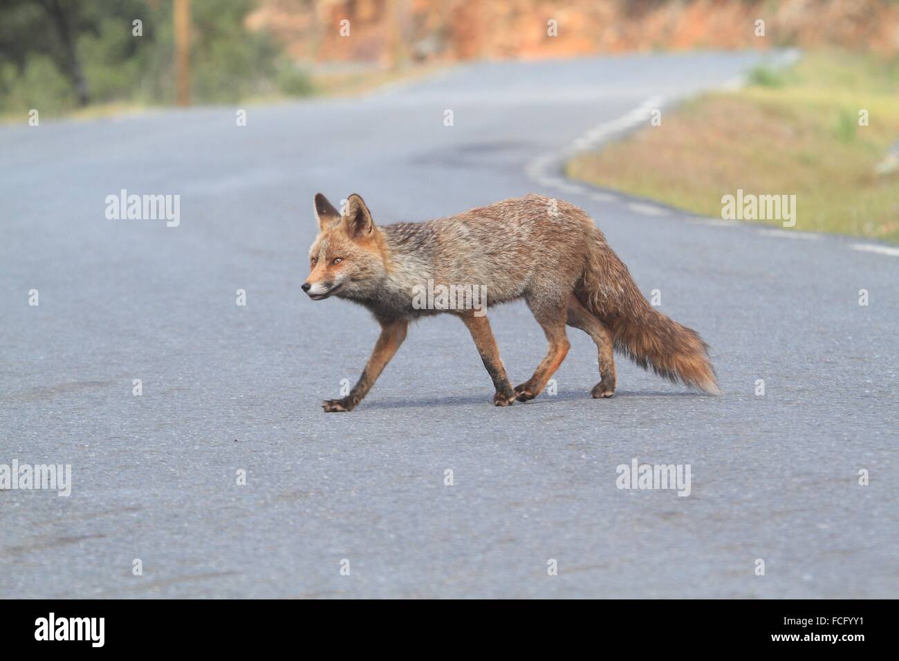 Red fox crossing road hi-res stock photography and images - Alamy