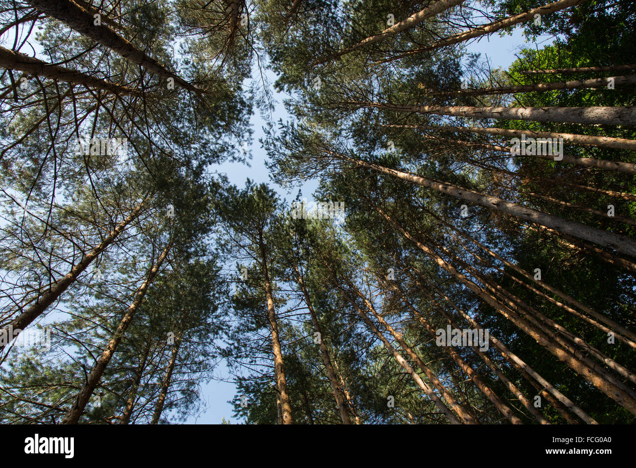 looking up in a forest Stock Photo - Alamy
