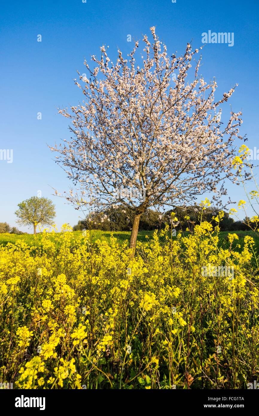 Almond trees in bloom in a rapeseed (Brassica napus) field, Randa ...