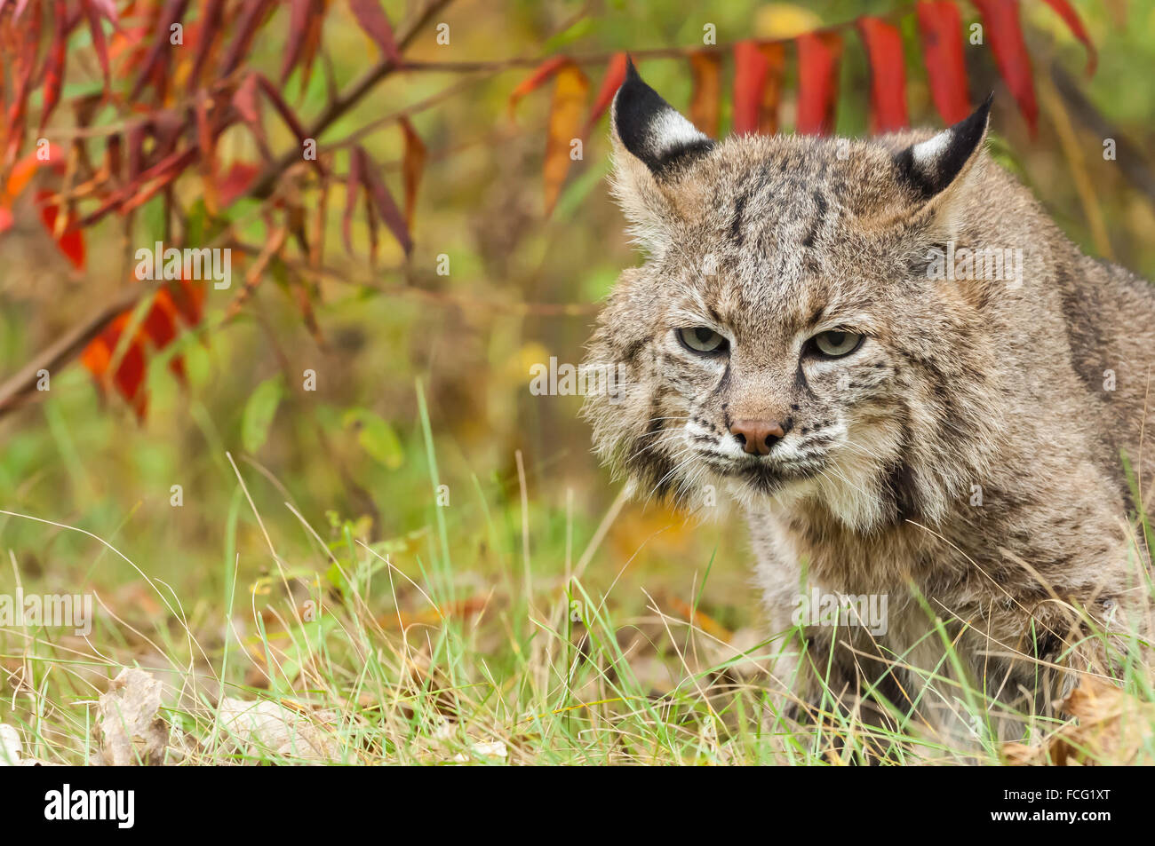 Bobcat, Lynx (Felis) rufus, resting in grass among fall (autumn ...