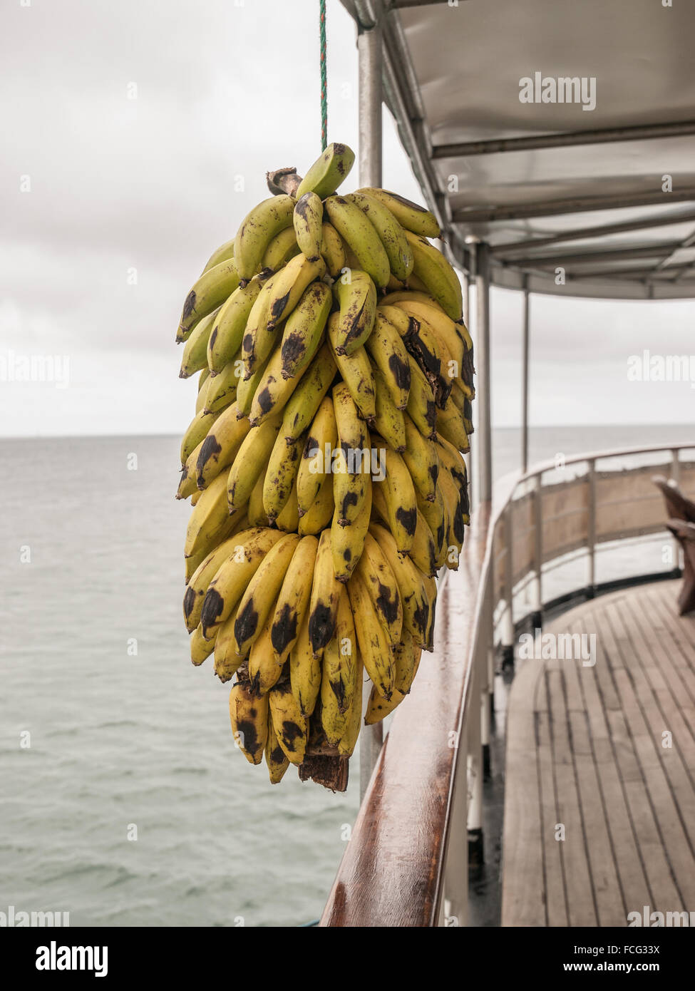Large bunch of ripe hanging bananas on the side of a boat out to sea in ...