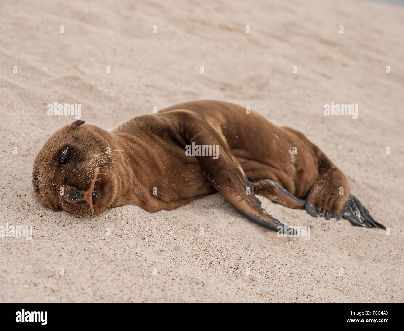 Sleeping furry baby sea lion on a sandy beach, Galapagos Islands ...