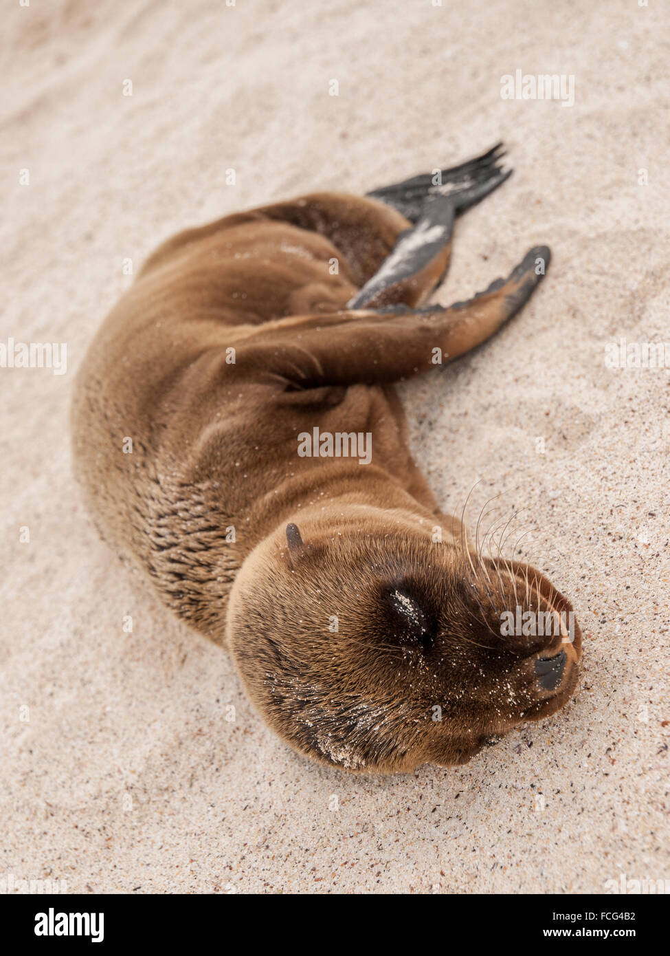 Sleeping furry baby sea lion on a sandy beach, Galapagos Islands ...