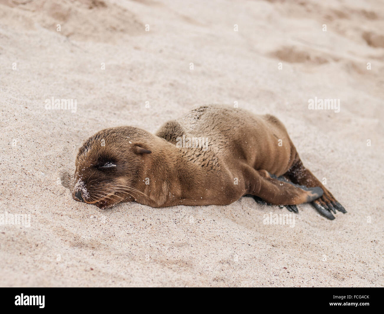 Sleeping furry baby sea lion on a sandy beach, Galapagos Islands ...