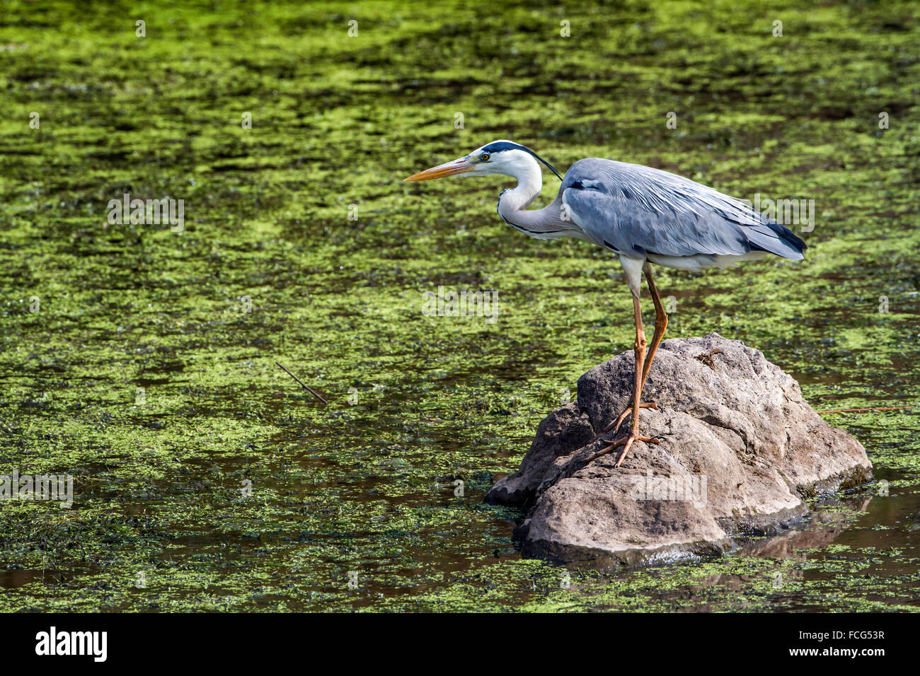 Grey heron Specie Ardea cinerea family of ardeidae Stock Photo - Alamy