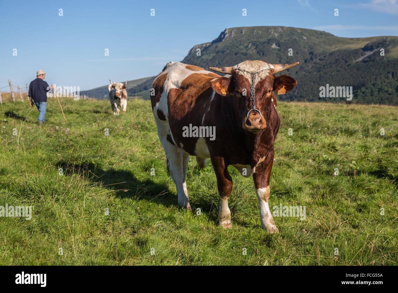 ILLUSTRATION OF PUY-DE-DOME, (63) AUVERGNE, FRANCE Stock Photo - Alamy