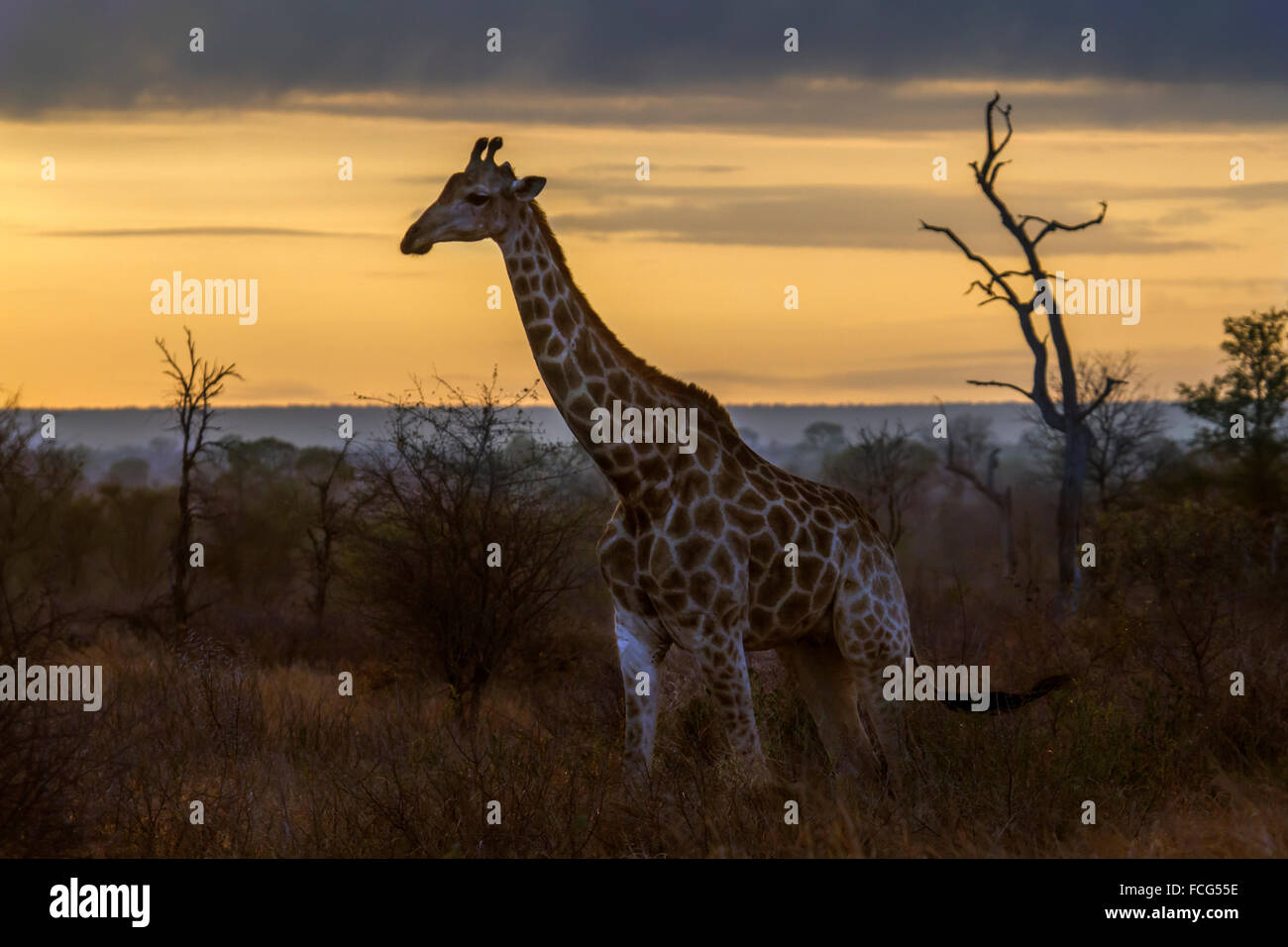 Giraffe Specie Giraffa camelopardalis family of Giraffidae Stock Photo ...