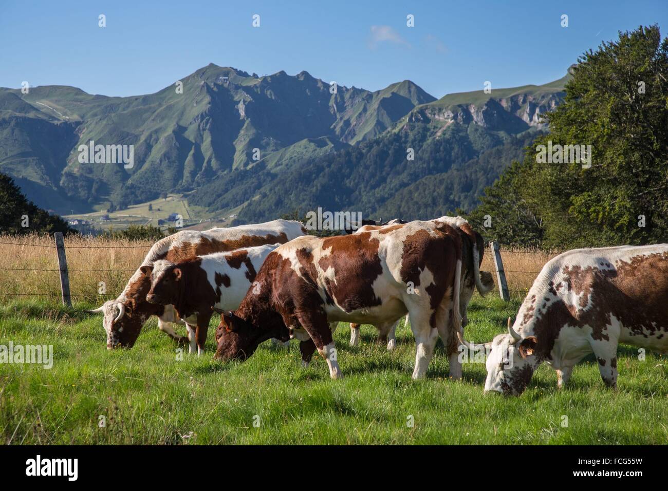 ILLUSTRATION OF PUY-DE-DOME, (63) AUVERGNE, FRANCE Stock Photo - Alamy