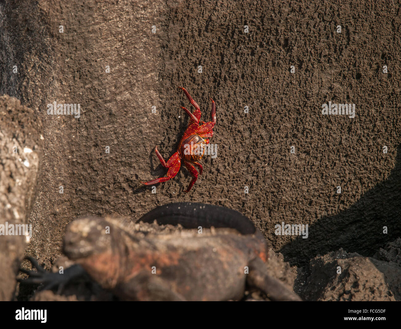 Galapagos island crab and iguana hi-res stock photography and images ...