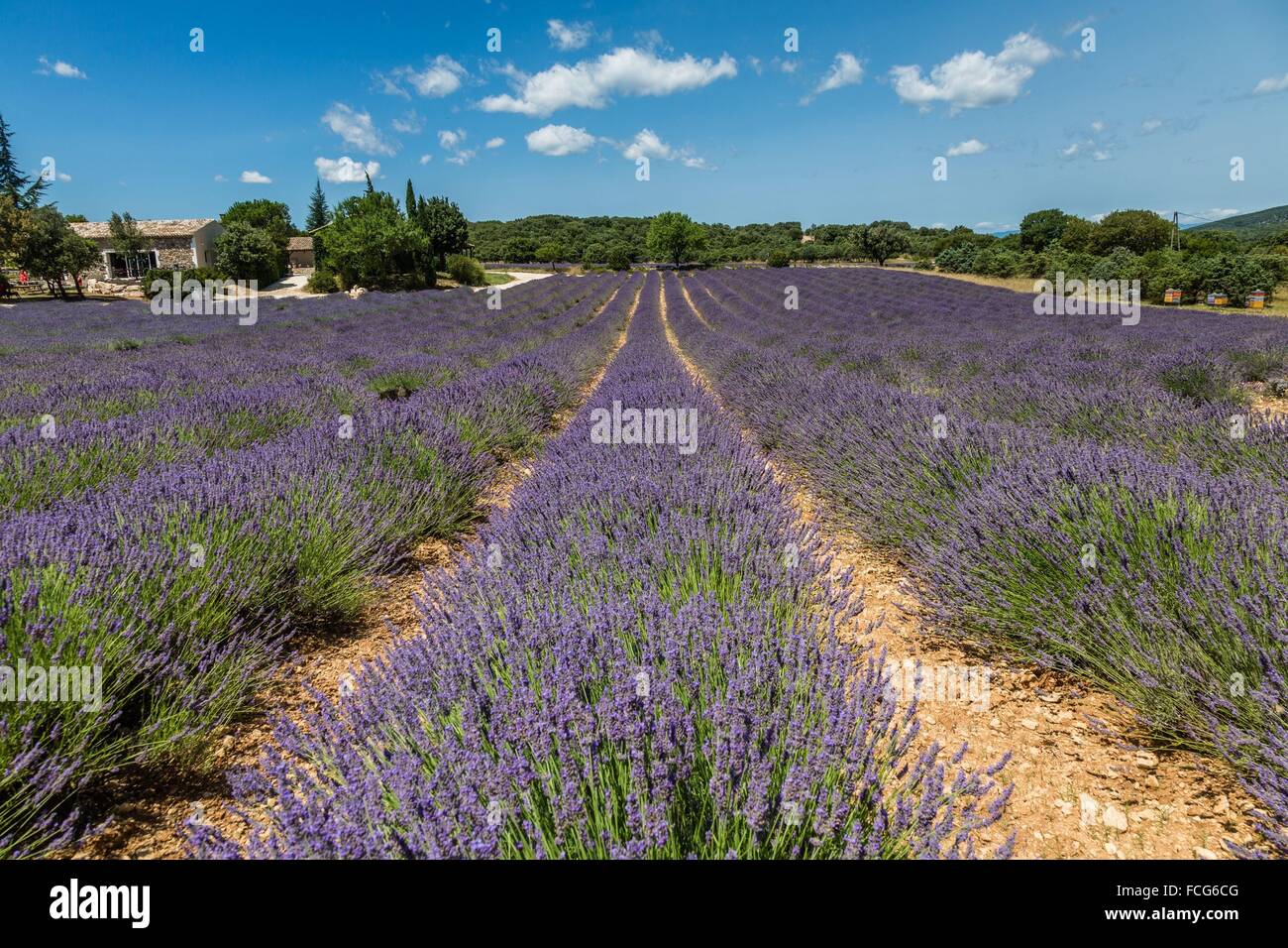 NATURE RESERVE OF THE GORGES OF THE ARDECHE, ARDECHE (07), RHONE ALPES ...