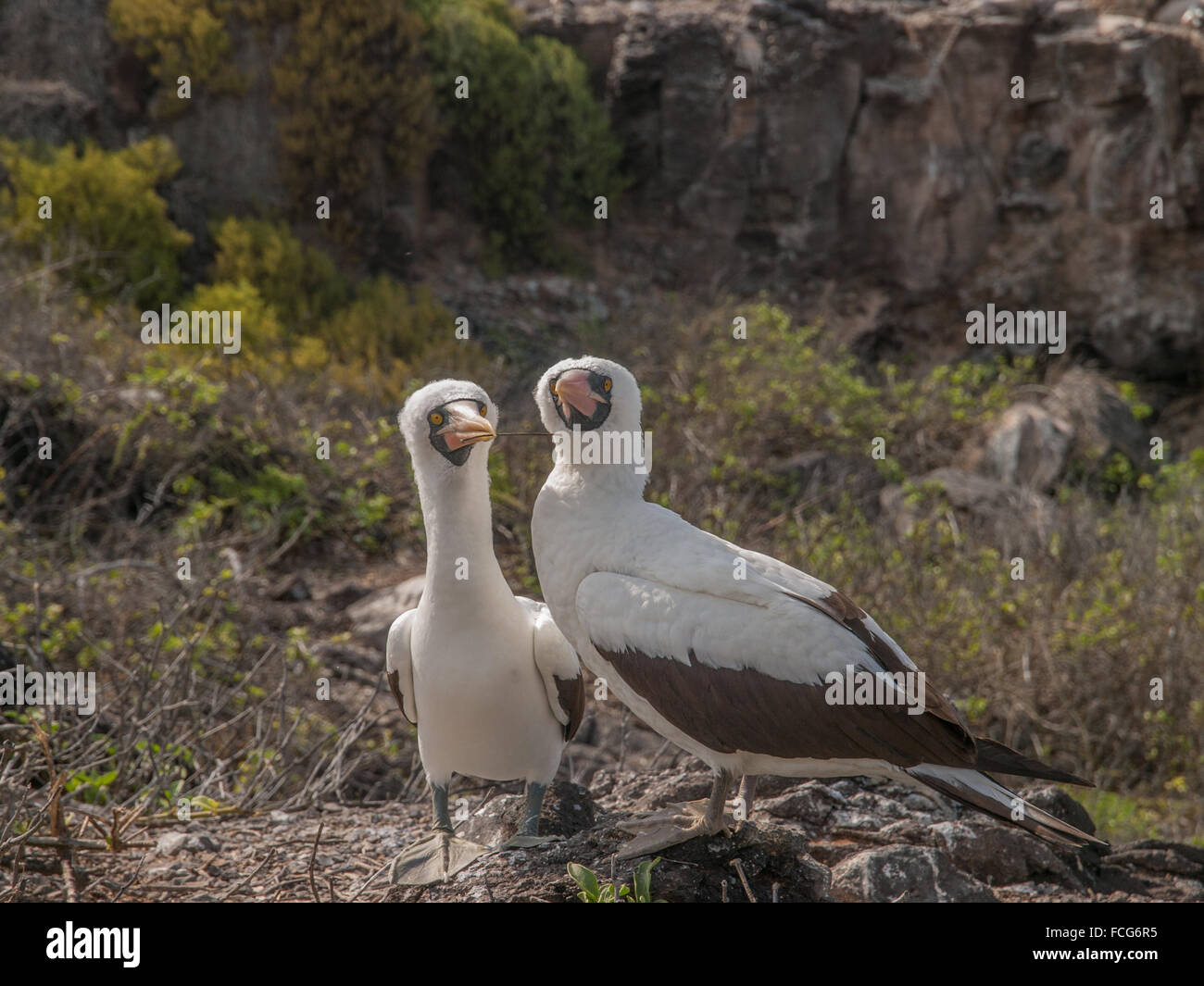 Pair of Blue Footed Boobies with orange beaks perched on rocks ...