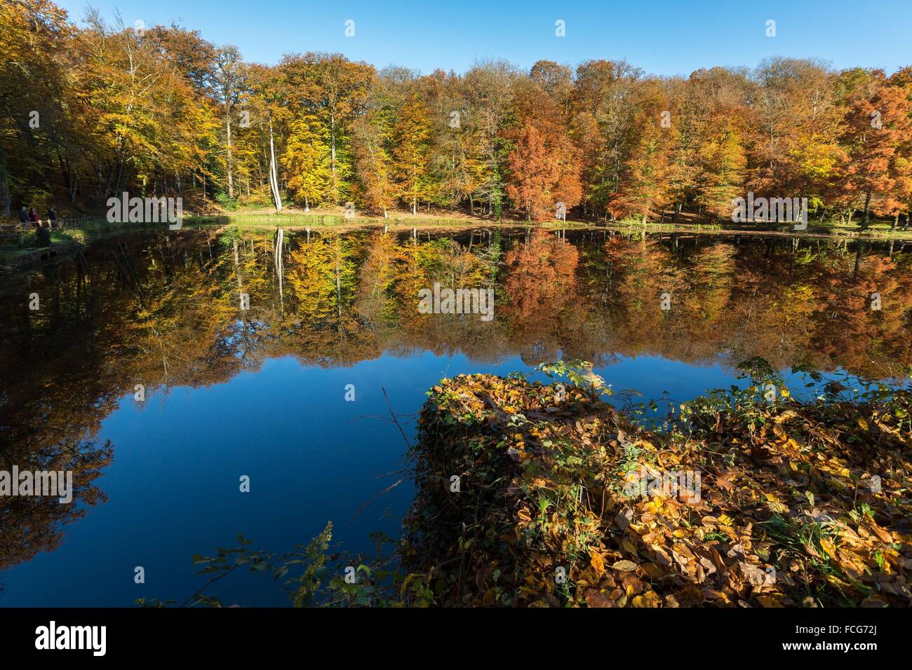 AUTUMN COLORS IN THE PERCH, (61) ORNE, LOWER NORMANDY, FRANCE Stock ...