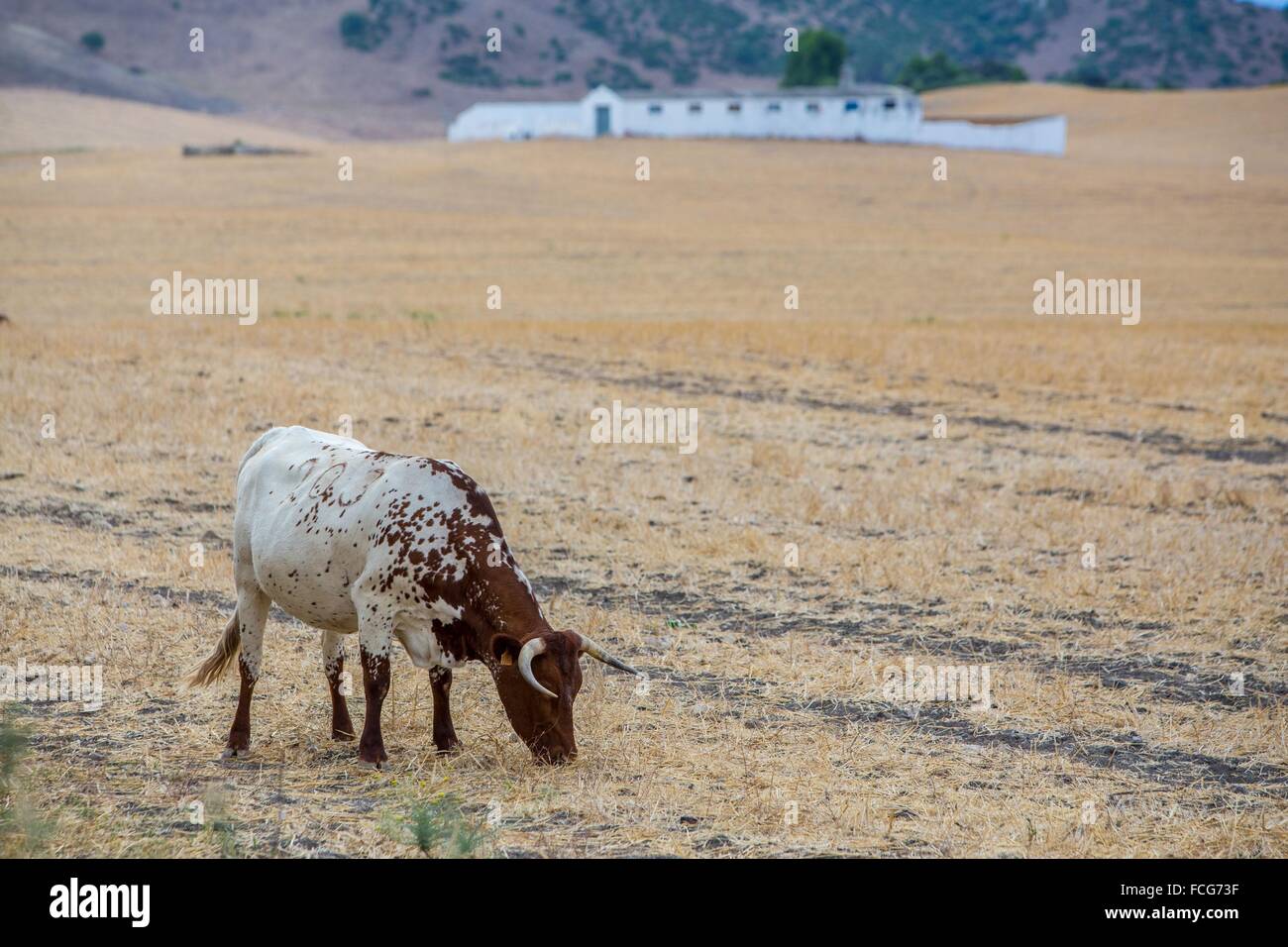 Toro del sol hi-res stock photography and images - Alamy