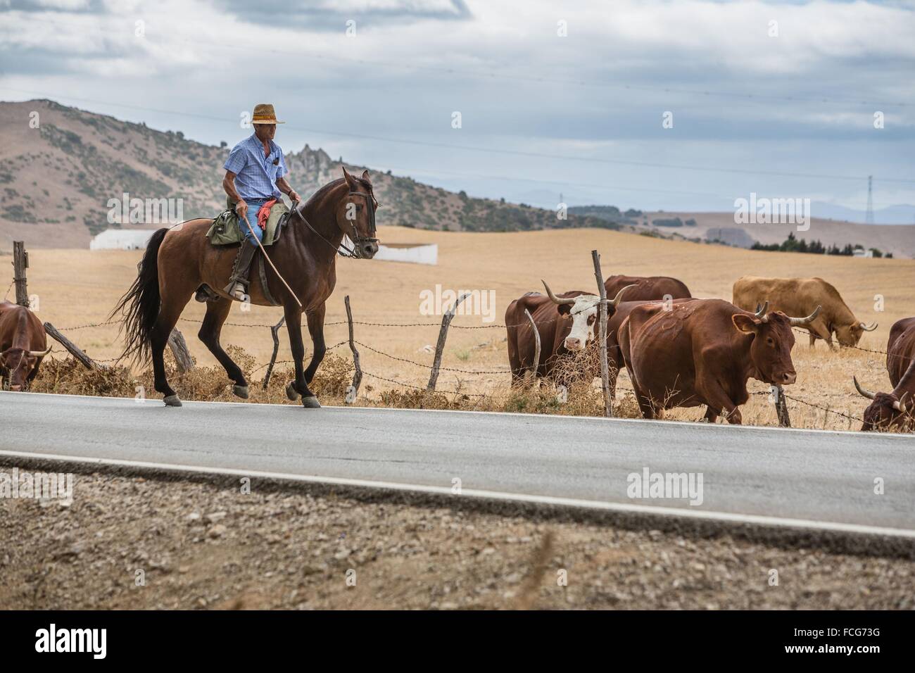 Toro del sol hi-res stock photography and images - Alamy