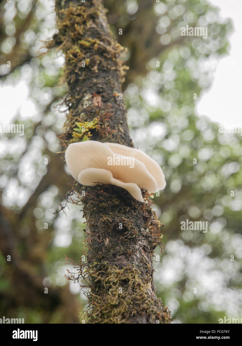 Tree Oyster Mushroom High Resolution Stock Photography and Images - Alamy