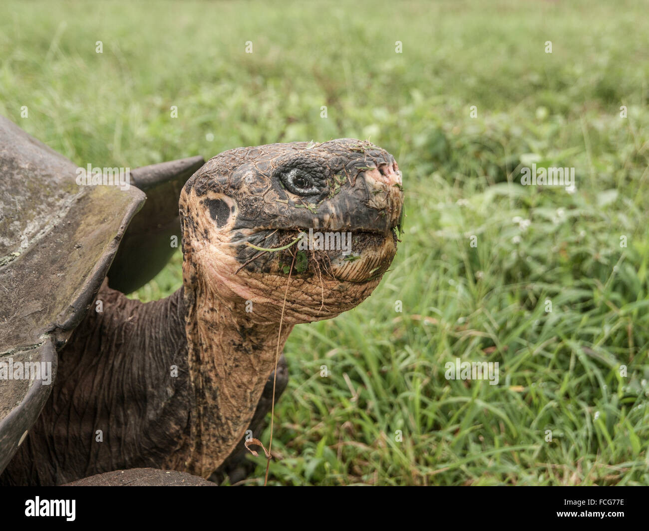 Galápagos giant tortoise head hi-res stock photography and images - Alamy
