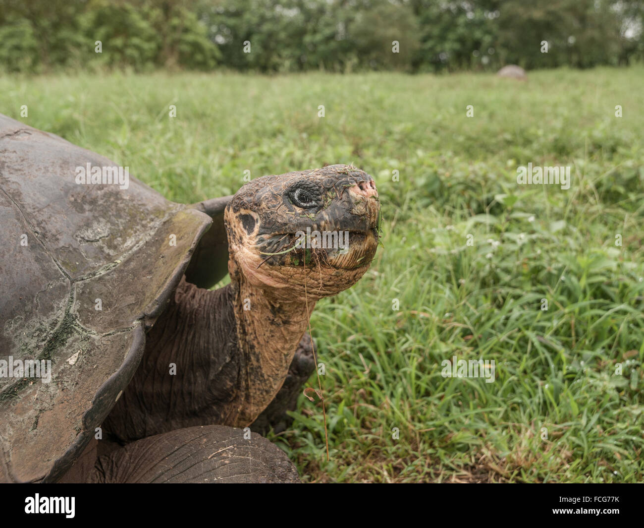 Tortoise galapagos forest hi-res stock photography and images - Alamy