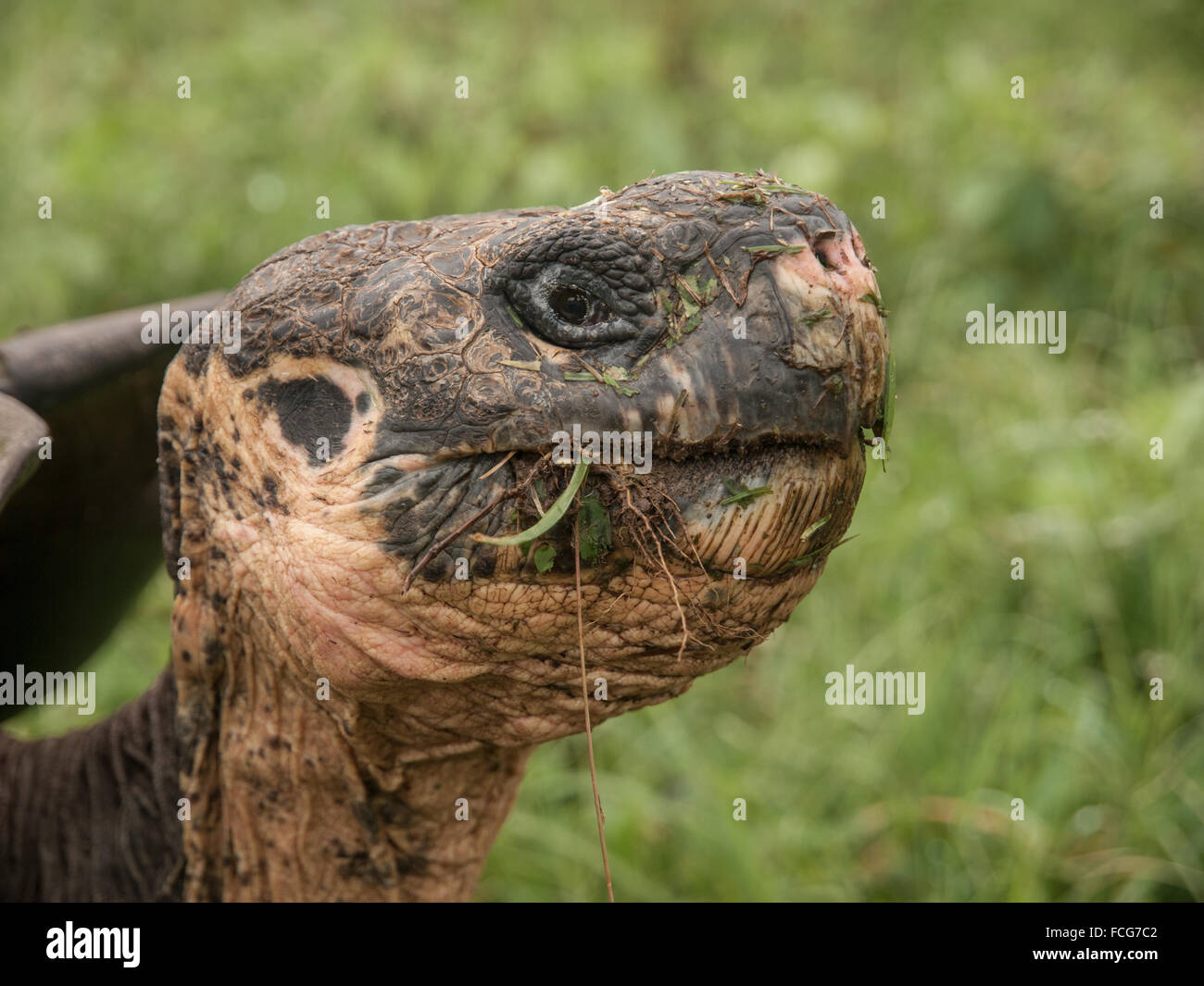 Tortoise head out of shell in Galapagos Islands, Ecuador Stock Photo ...
