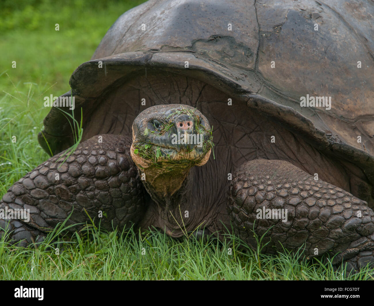 Tortoise head and half of body on green grass in Galapagos Islands ...