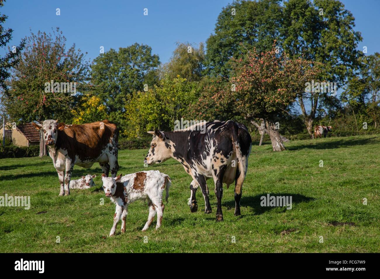 NORMANDY COWS, (61) ORNE, LOWER NORMANDY, FRANCE Stock Photo - Alamy