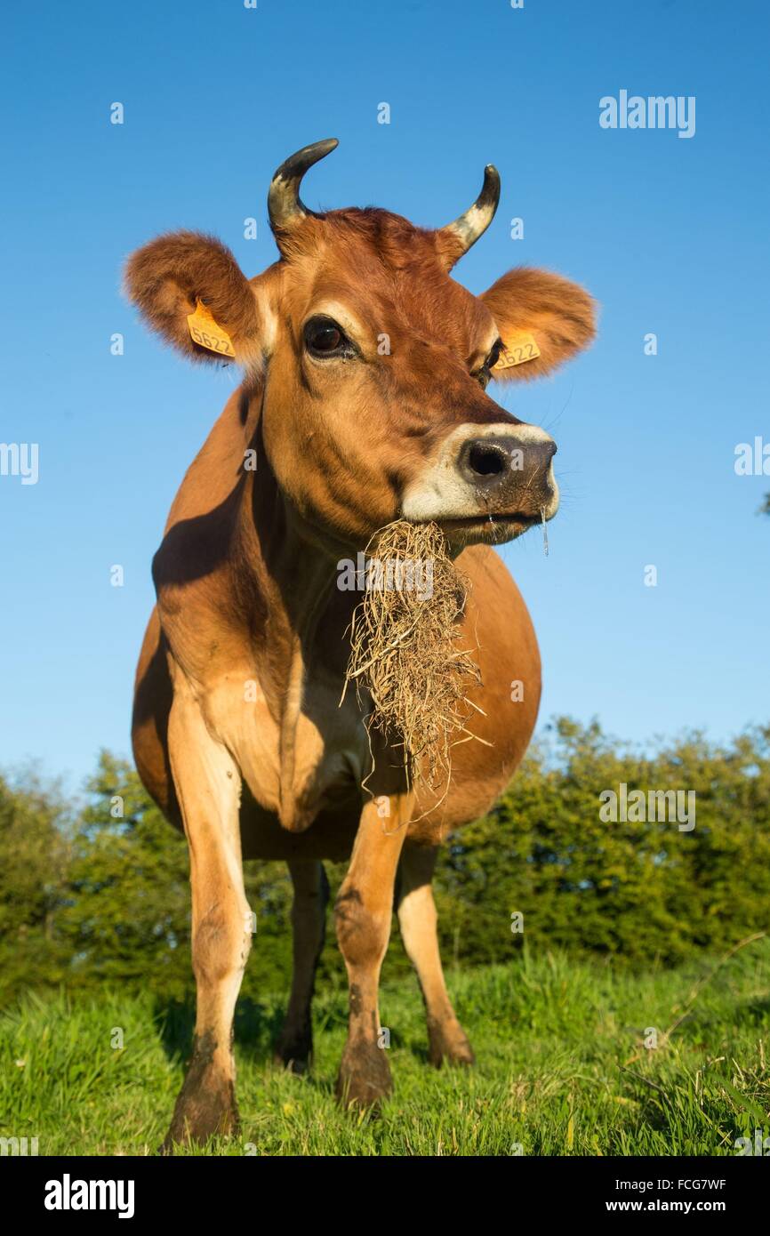 NORMANDY COWS, (61) ORNE, LOWER NORMANDY, FRANCE Stock Photo - Alamy