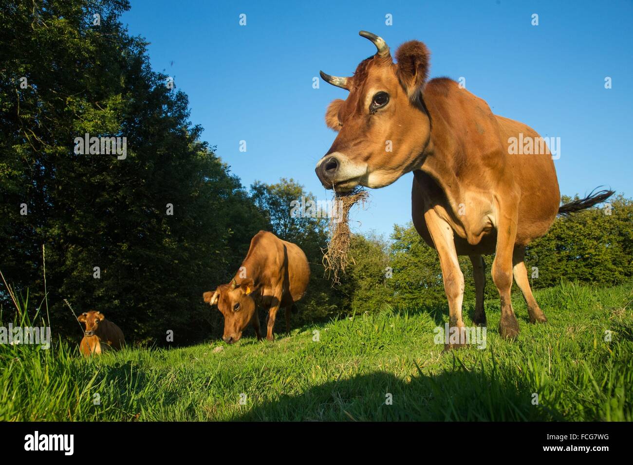 NORMANDY COWS, (61) ORNE, LOWER NORMANDY, FRANCE Stock Photo - Alamy