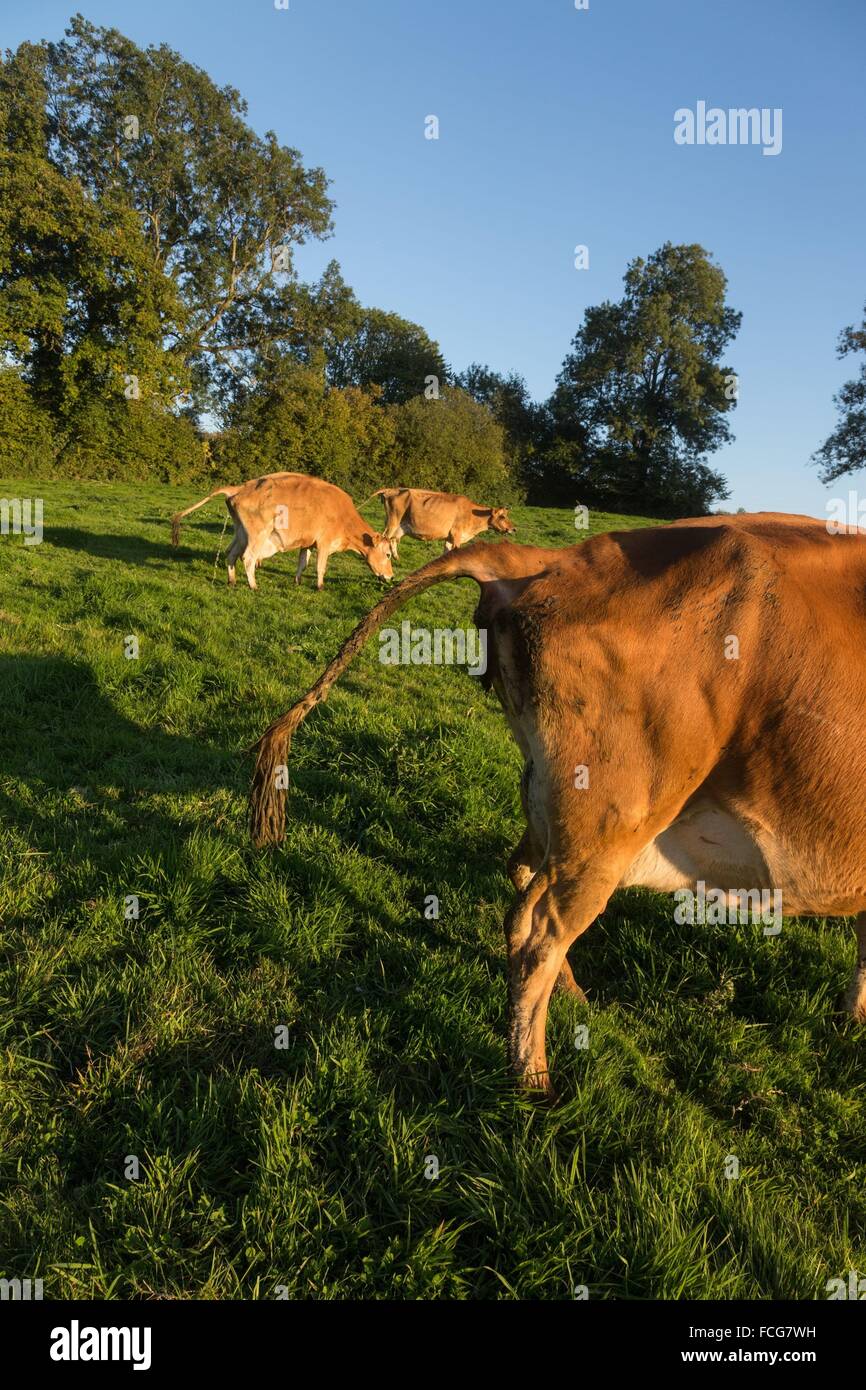 NORMANDY COWS, (61) ORNE, LOWER NORMANDY, FRANCE Stock Photo - Alamy
