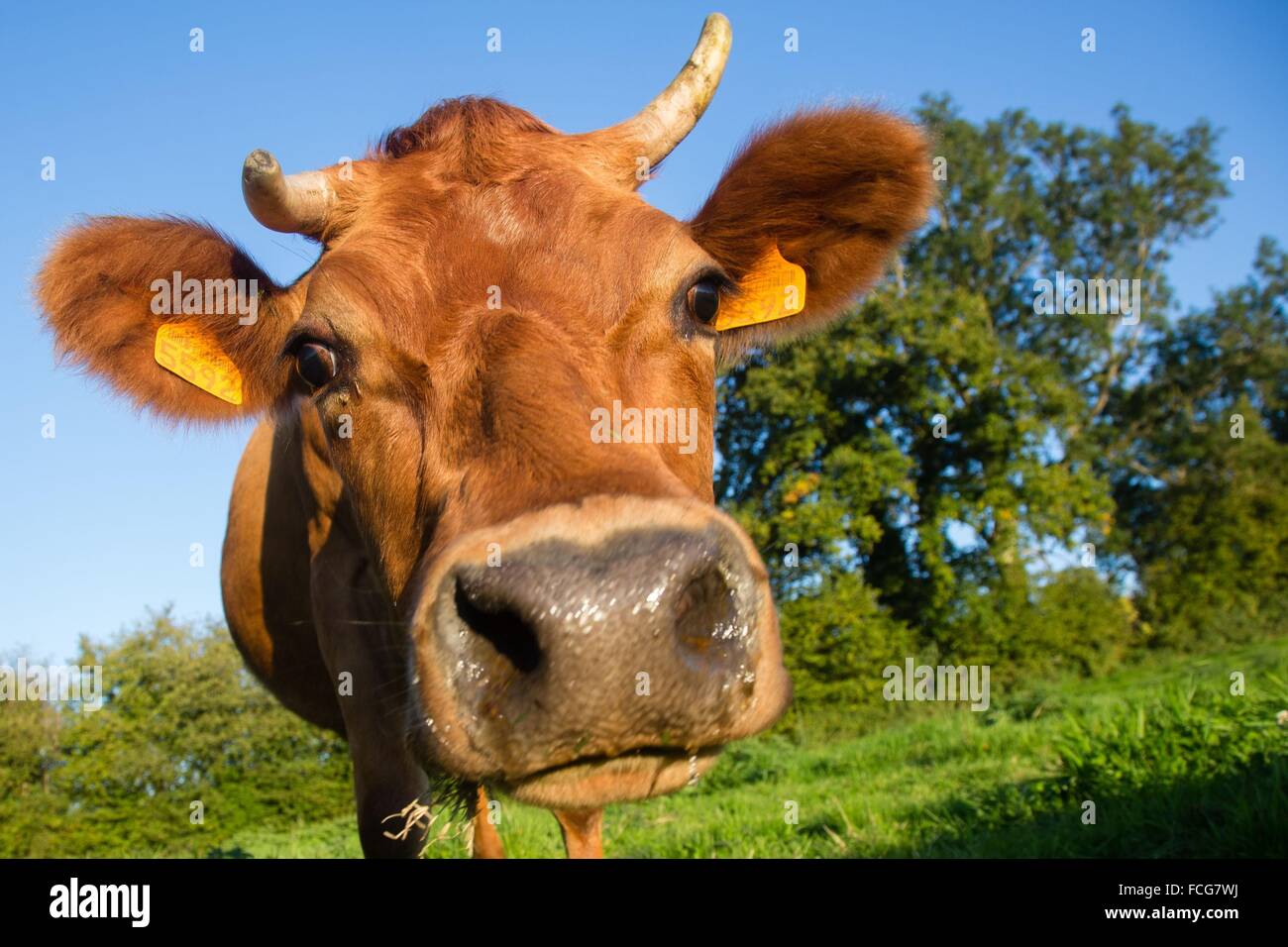 NORMANDY COWS, (61) ORNE, LOWER NORMANDY, FRANCE Stock Photo - Alamy