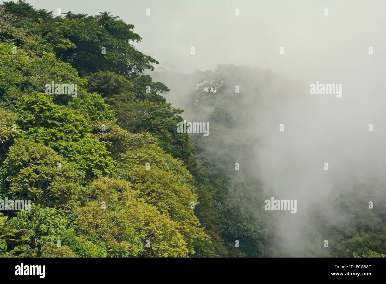 The people of the equatorial rainforest hi-res stock photography and ...