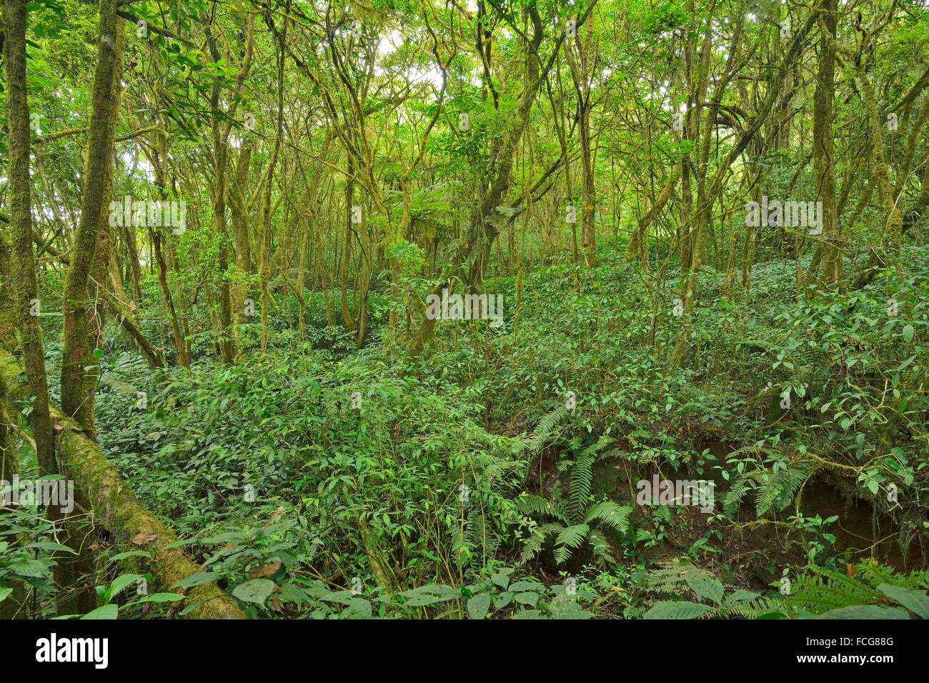 Bioko island equatorial guinea hi-res stock photography and images - Alamy