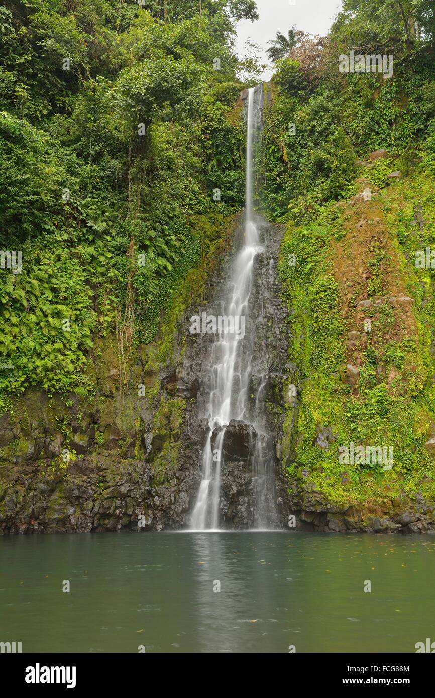 Equatorial Forest Bioko Island Equatorial Stock Photo